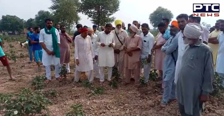 Farmers upset due to pink blight, said change of government did not ...