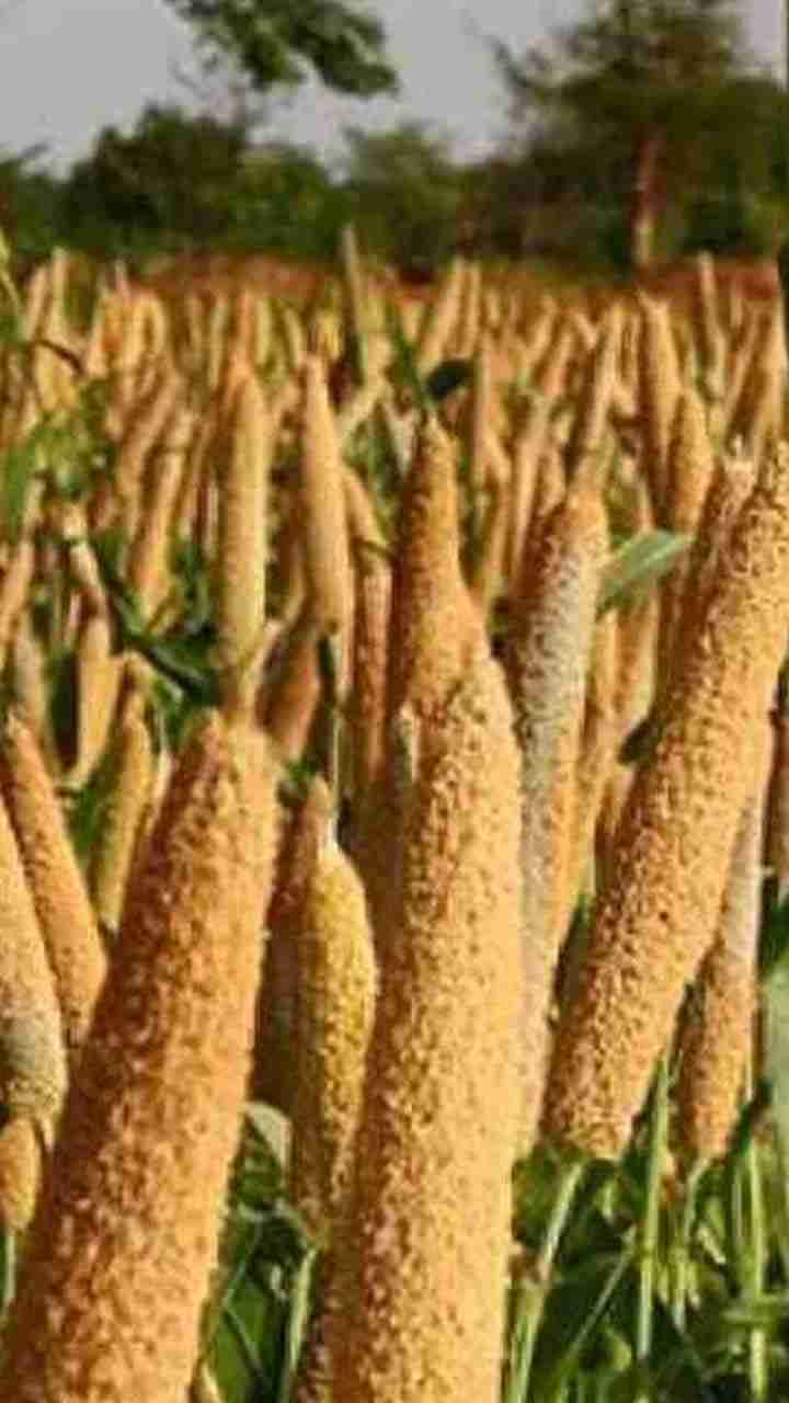 10 facts on how millet-based foods are beneficial | Web Stories - PTC News