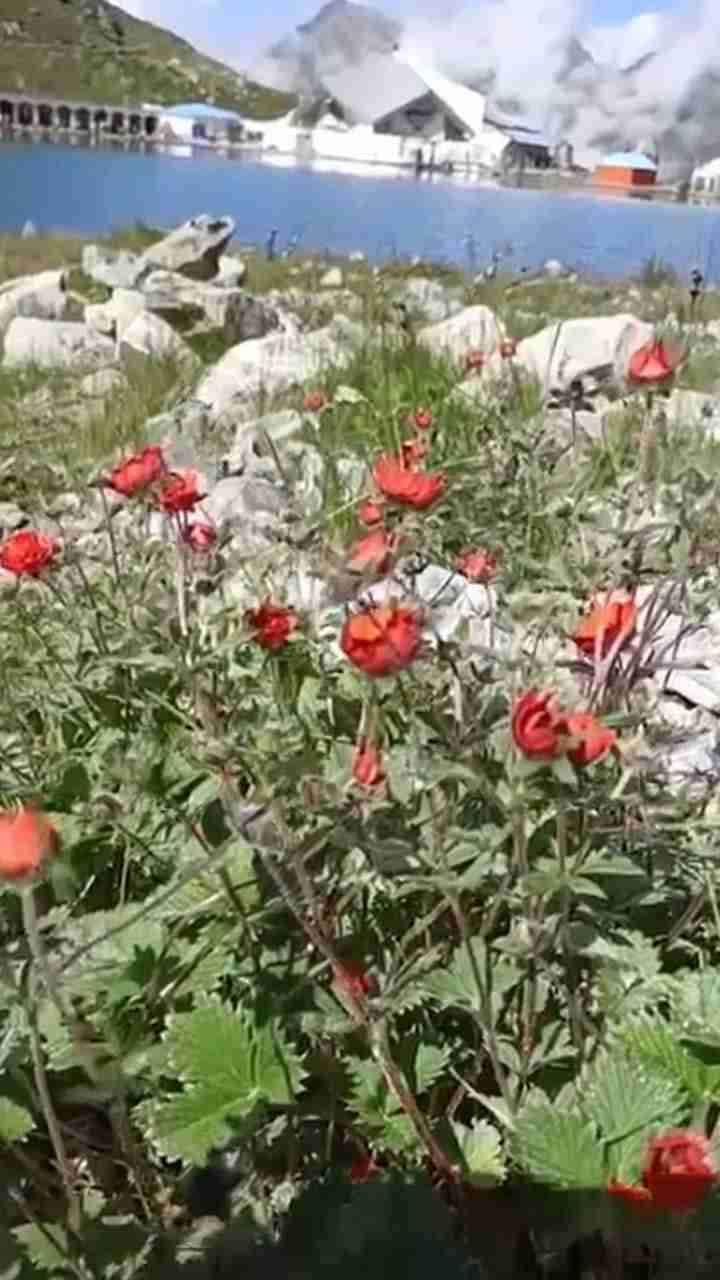 Breathtaking Valley of Flowers on Sri Hemkunt Sahib Trek | Web Stories ...