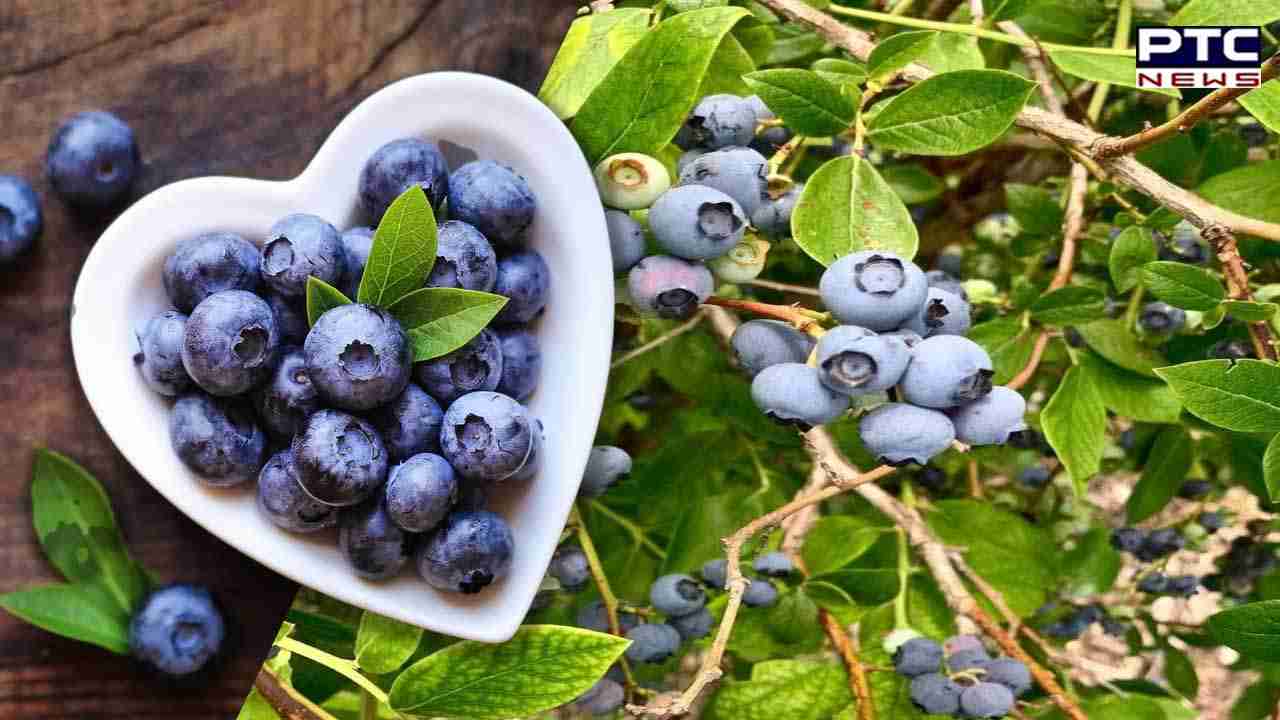10 Surprising Health Benefits of Blueberries | Web Stories - PTC News