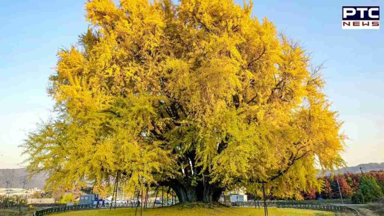 South Korea Gingko Tree