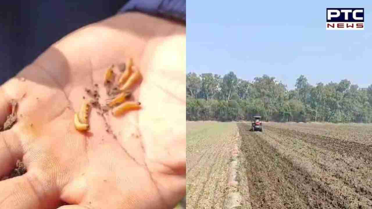 Indian pilgrims to Qila Katas